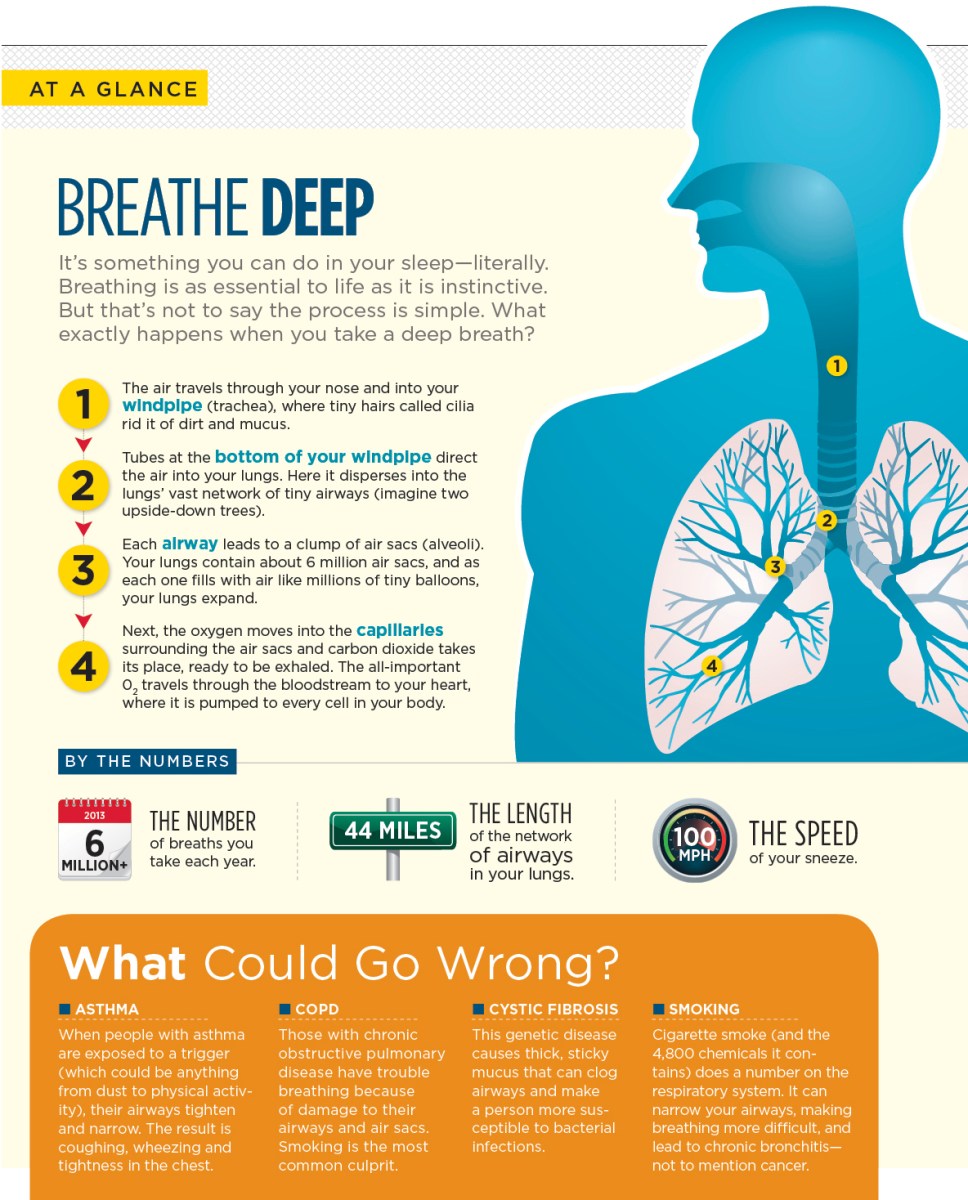 Breathing infographic – By Sam Mittelsteadt